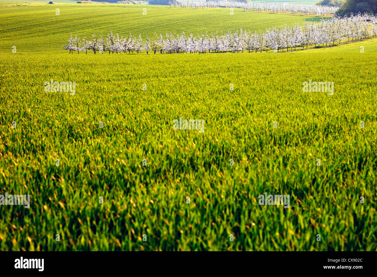 Crop cornfield hi-res stock photography and images - Alamy