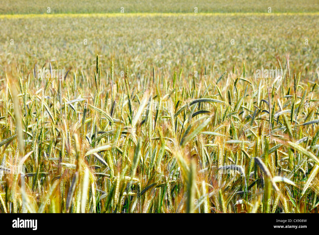 Field of rye in the warm evening sun, summer, by Honzrath, Saarland ...