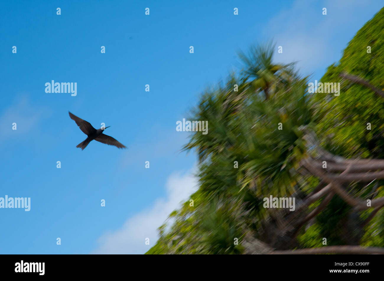 Fast Flying Bird Stock Photo - Alamy