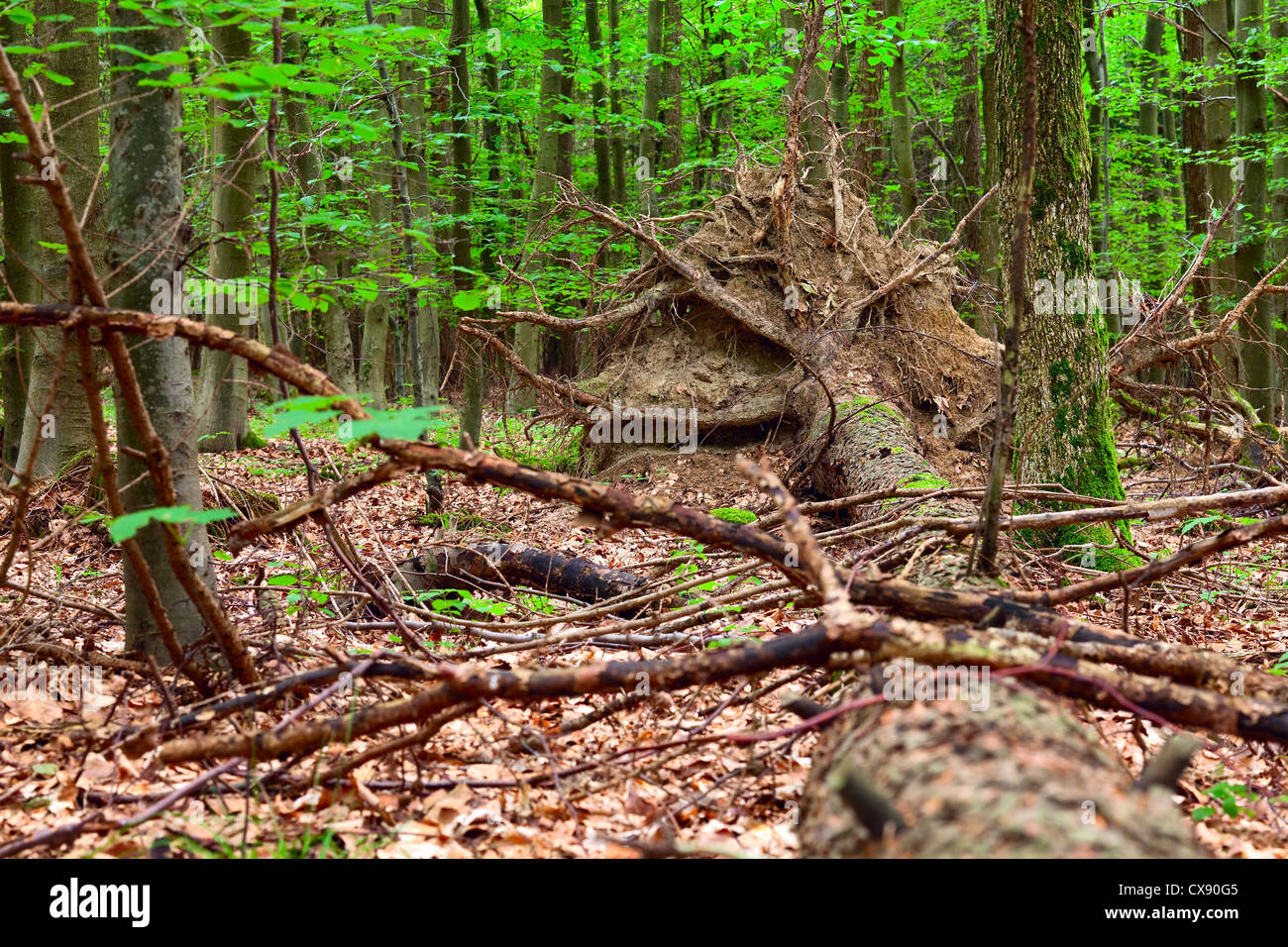 View of a spruce trunk with roots in the mixed forest, warm evening ...