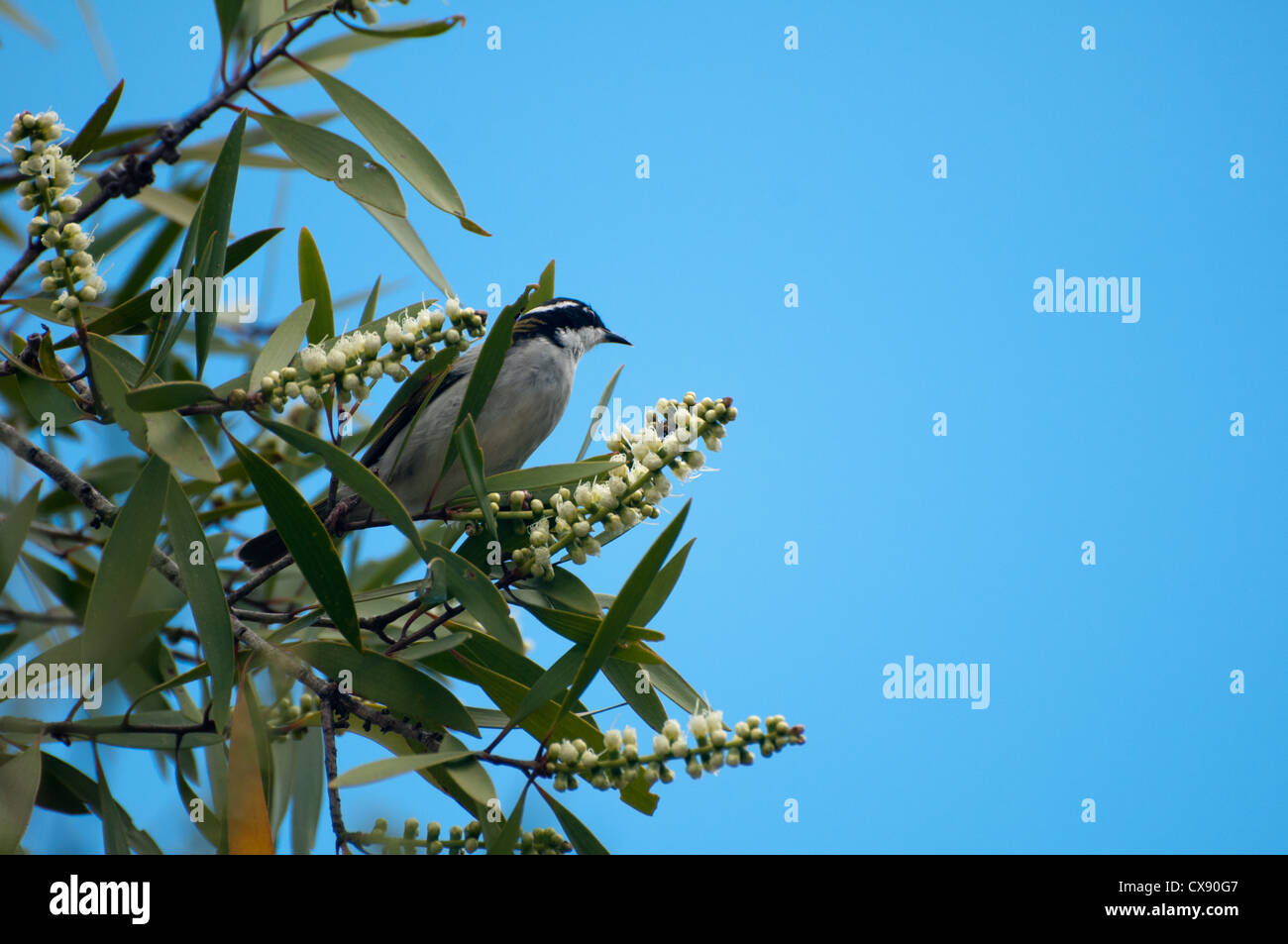 Bird in a tree Stock Photo - Alamy