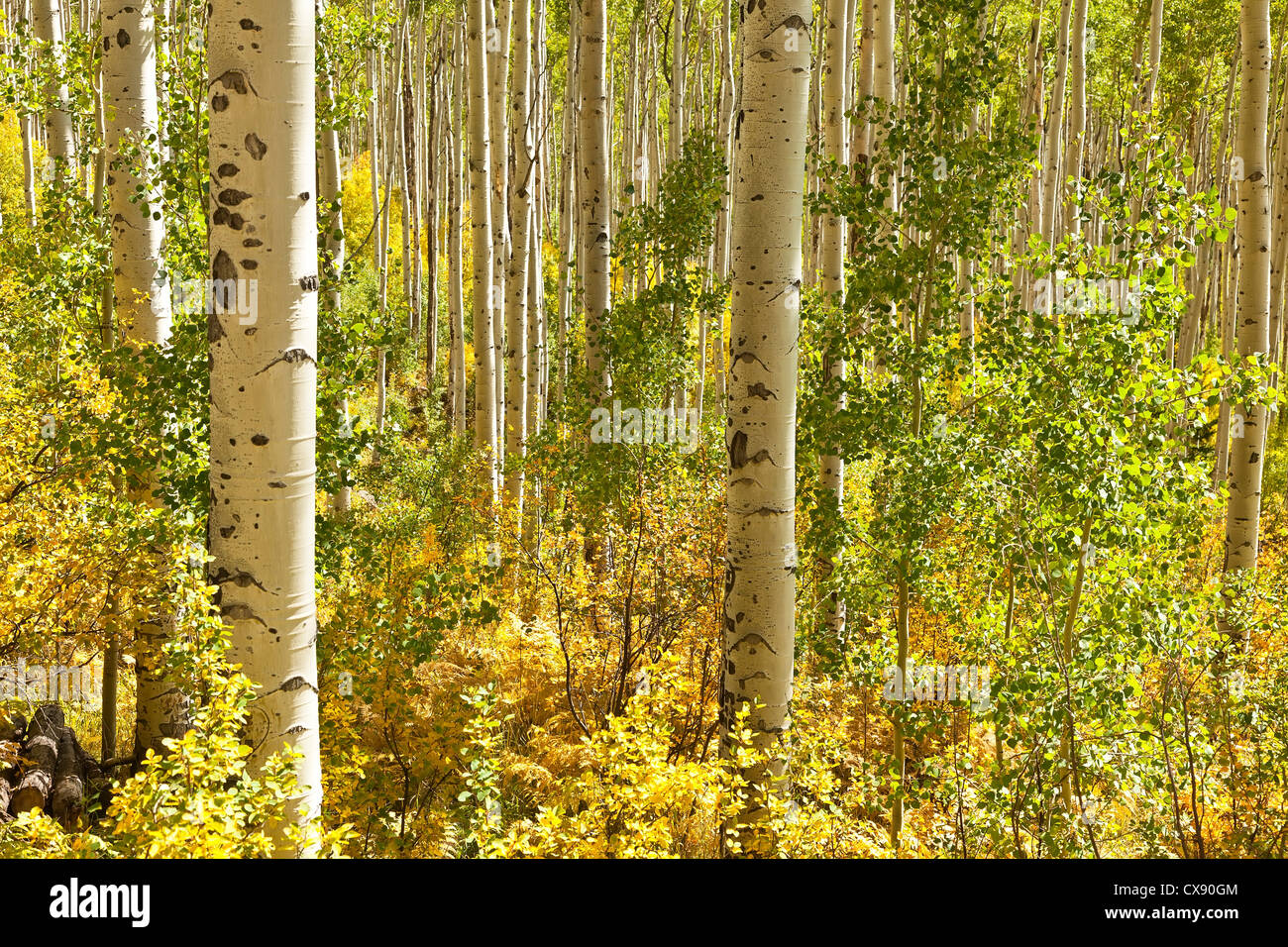 Golden aspen hi-res stock photography and images - Alamy