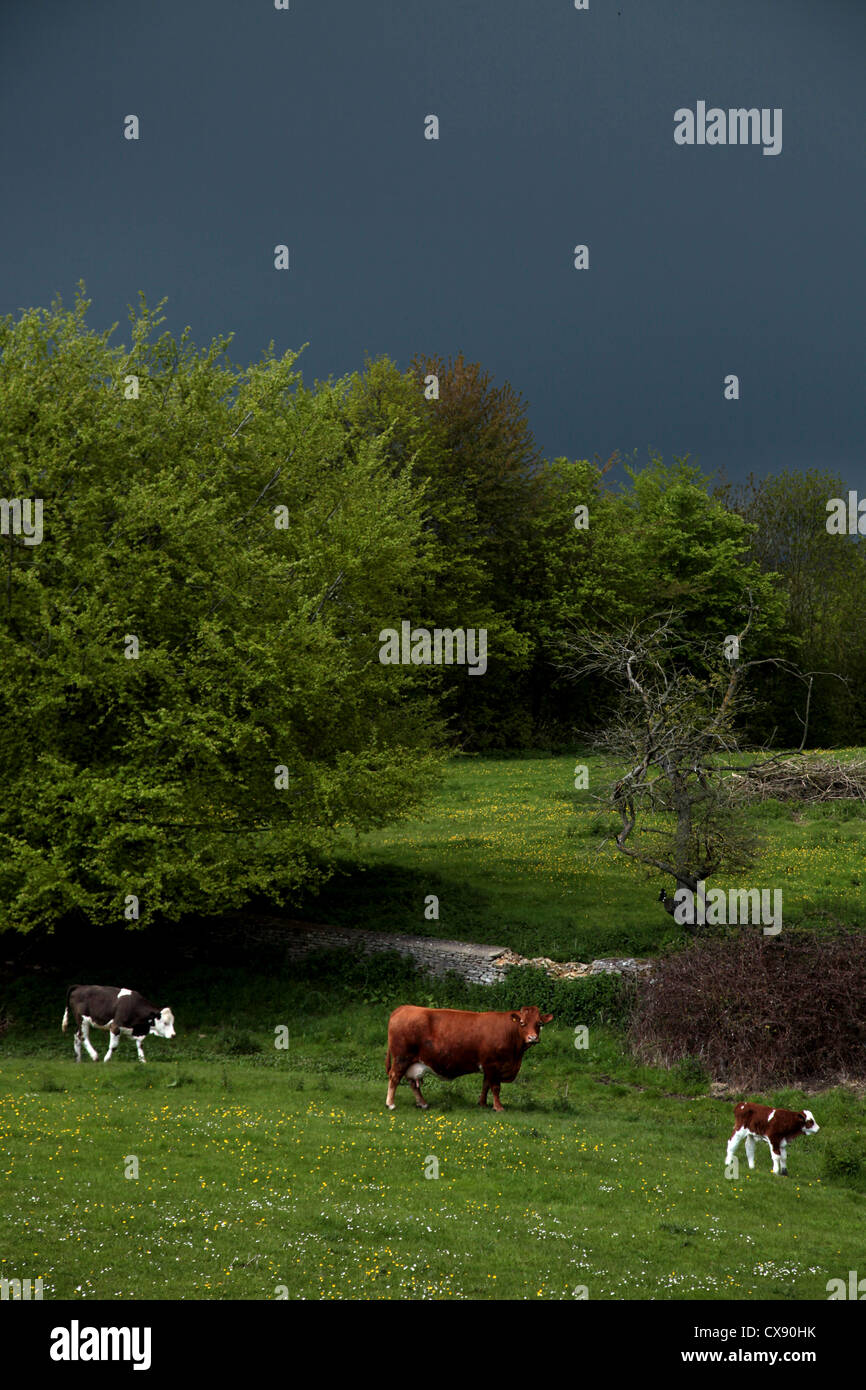 Cows in storm Stock Photo - Alamy