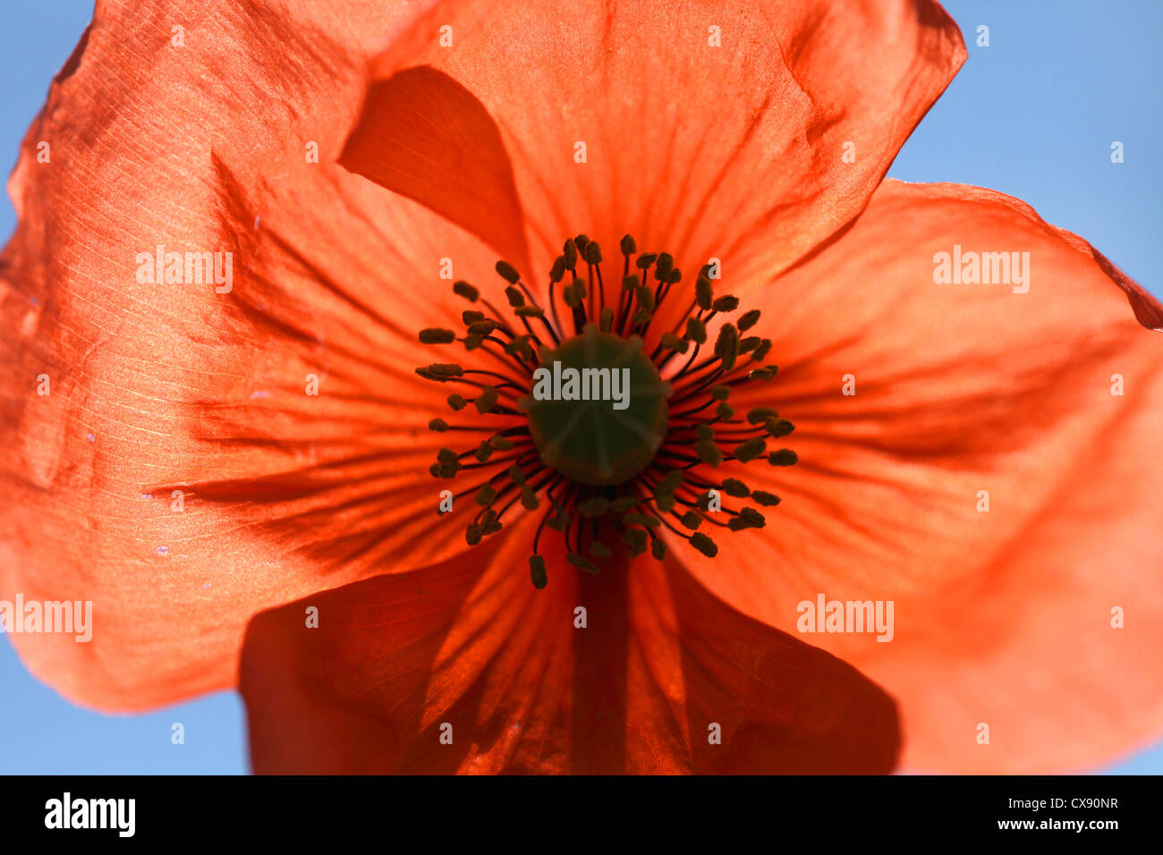 The trenches poppy hi-res stock photography and images - Alamy