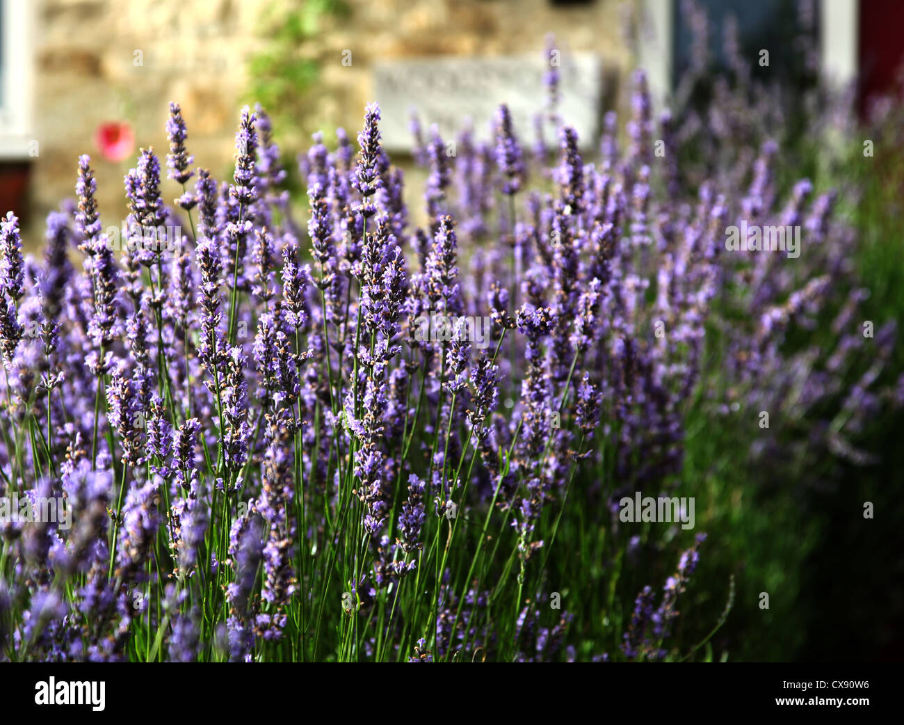 Lavender smell hi-res stock photography and images - Alamy