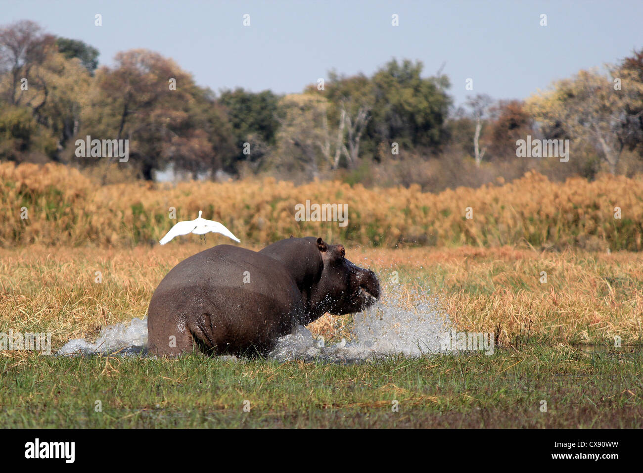 Wild hippopotamus in waterhole, Mahango game park, Namibia Stock Photo ...