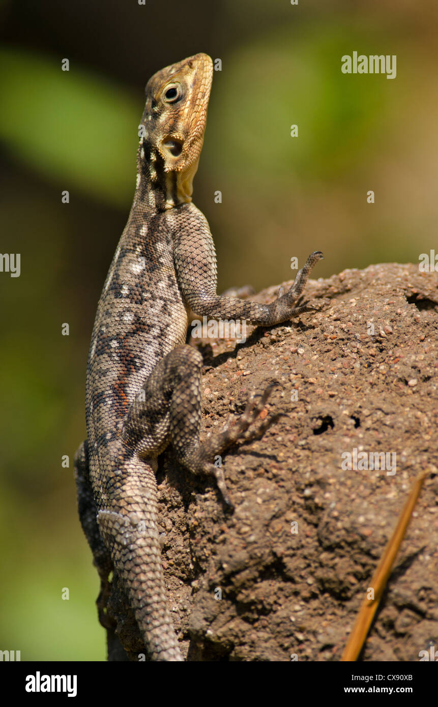Agama Stock Photos & Agama Stock Images - Alamy