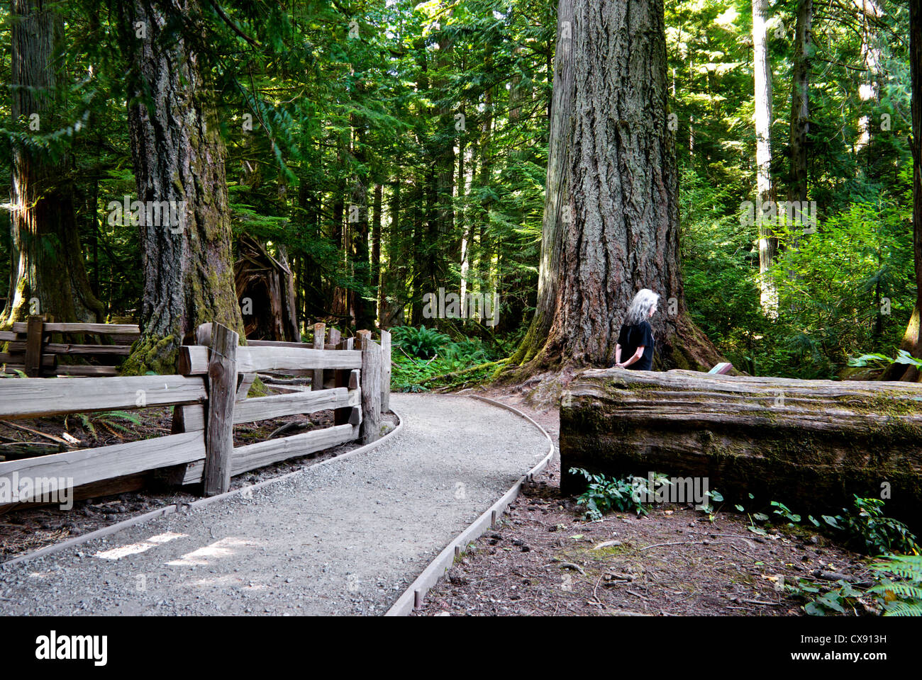 Female visitor reading information sign describing huge Douglas fir ...