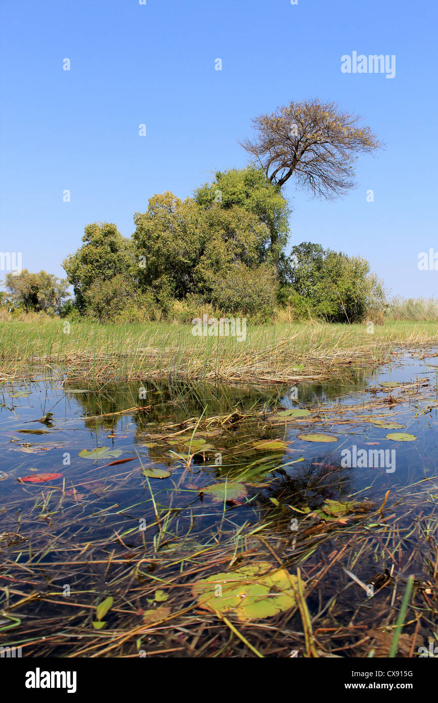 Okavango Delta water and plant landscape. North of Botswana Stock Photo ...
