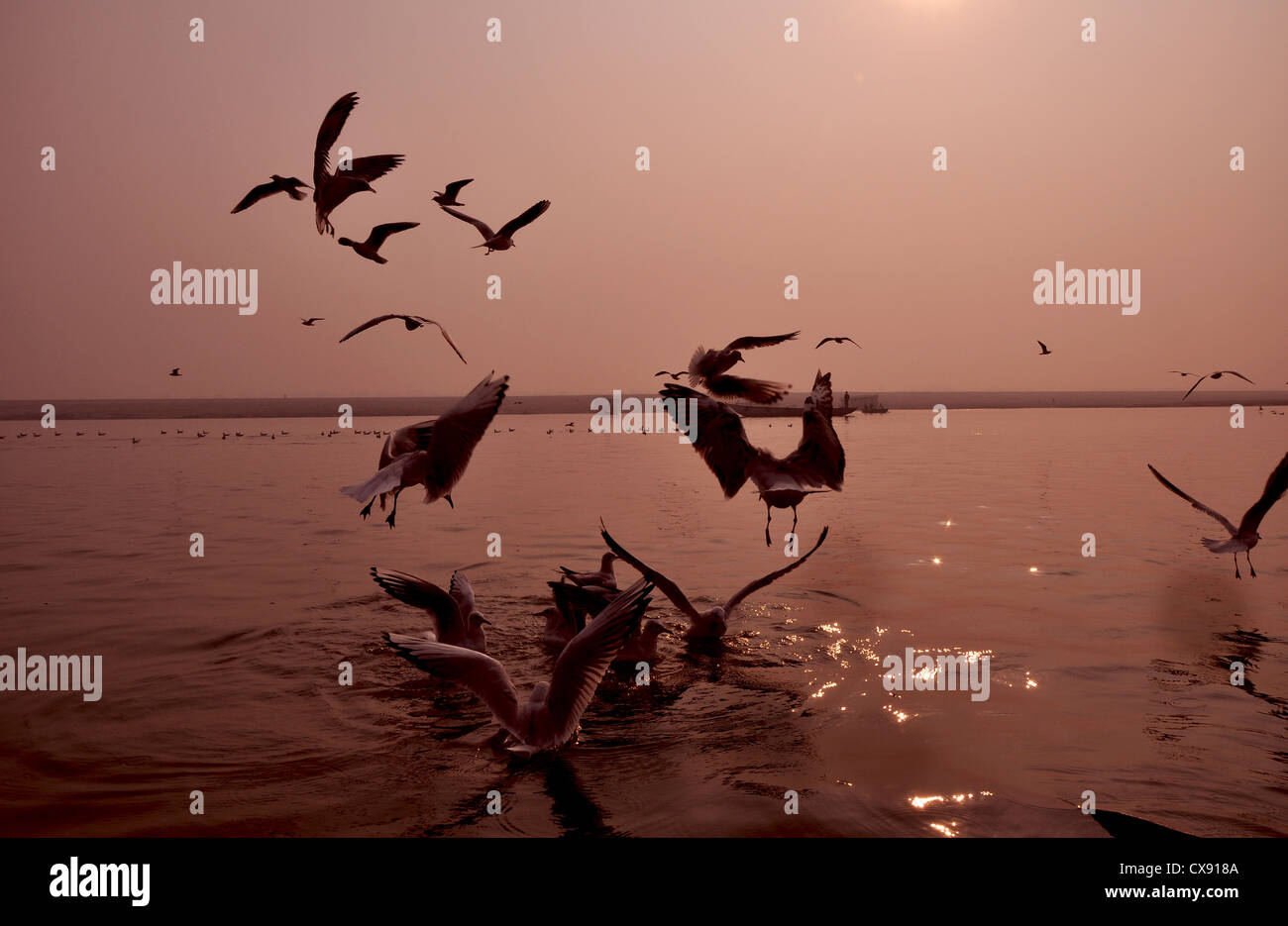 Birds play hi-res stock photography and images - Alamy