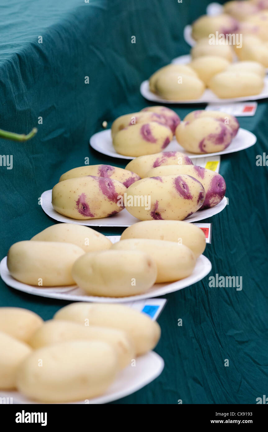 Vegetable growing competition hi-res stock photography and images - Alamy