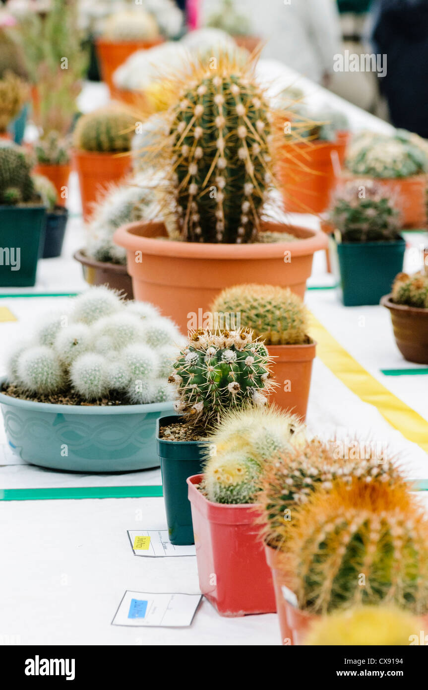Cacti at a growing fair and competition Stock Photo - Alamy