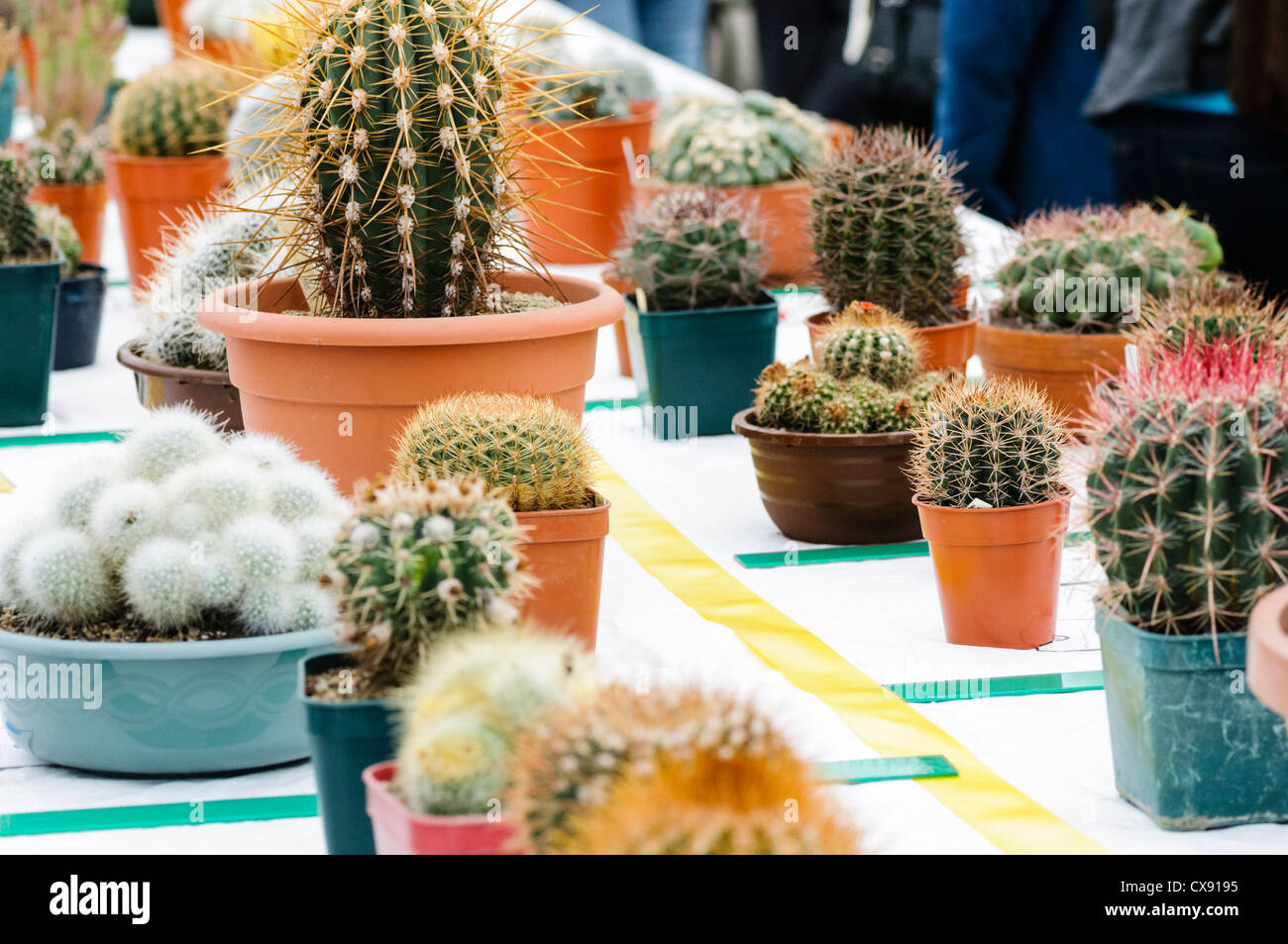 Cacti at a growing fair and competition Stock Photo - Alamy