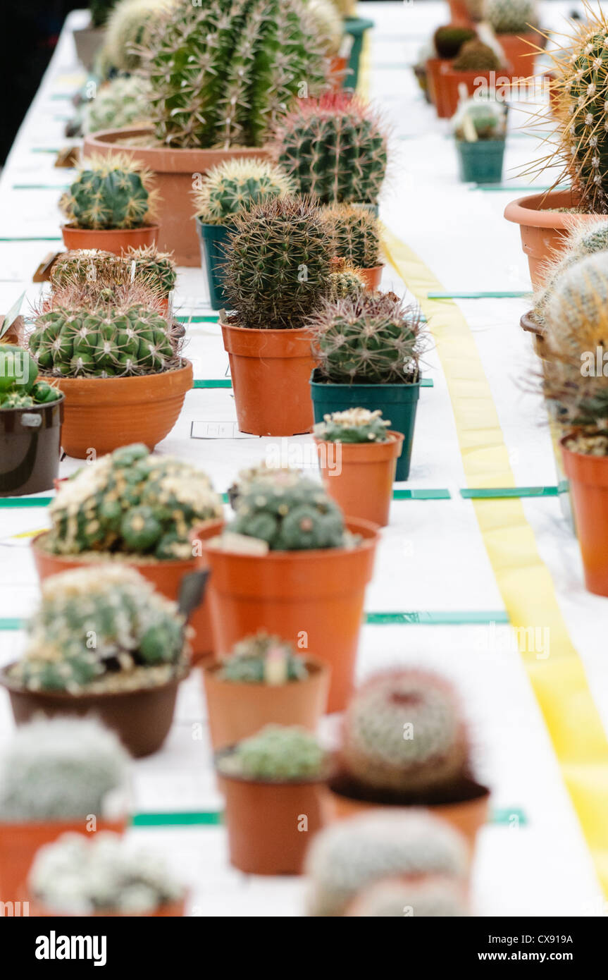 Cactii with prickly spines hi-res stock photography and images - Alamy