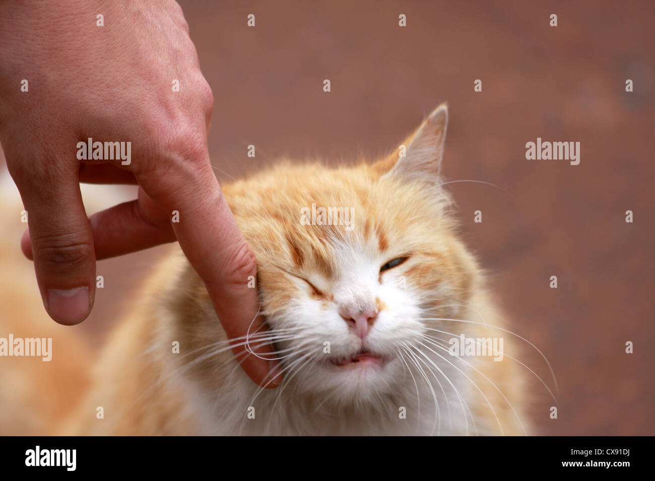 Cat playing with hand hi-res stock photography and images - Alamy
