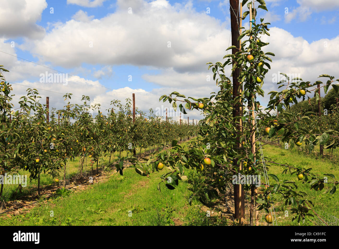 Apple orchard with ripe apples growing on the rows of trellised young ...