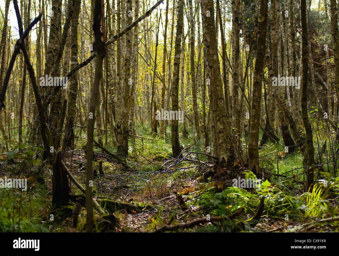 Birch swamp hi-res stock photography and images - Alamy