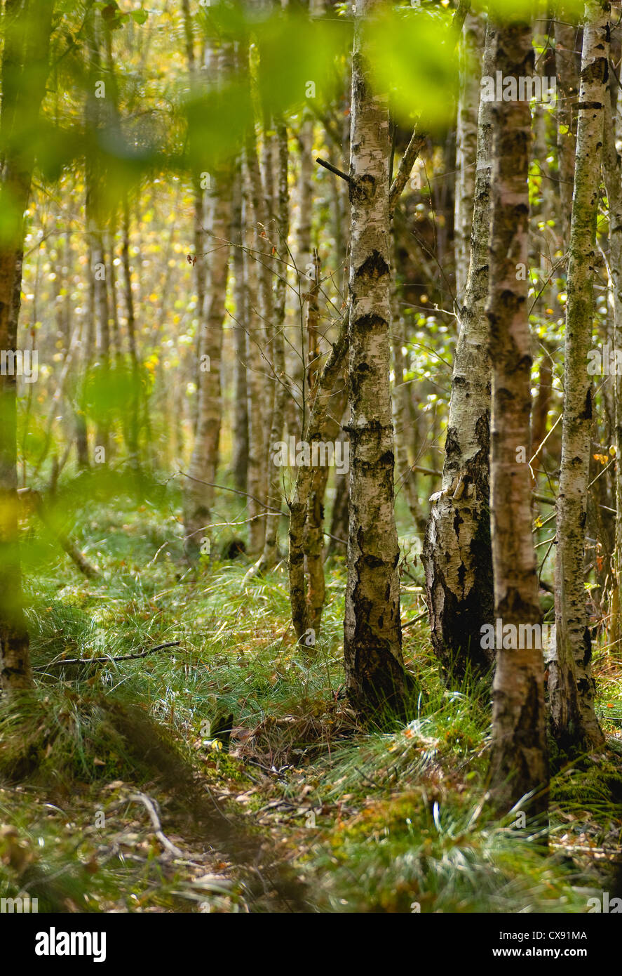 Swamp bog birch hi-res stock photography and images - Alamy