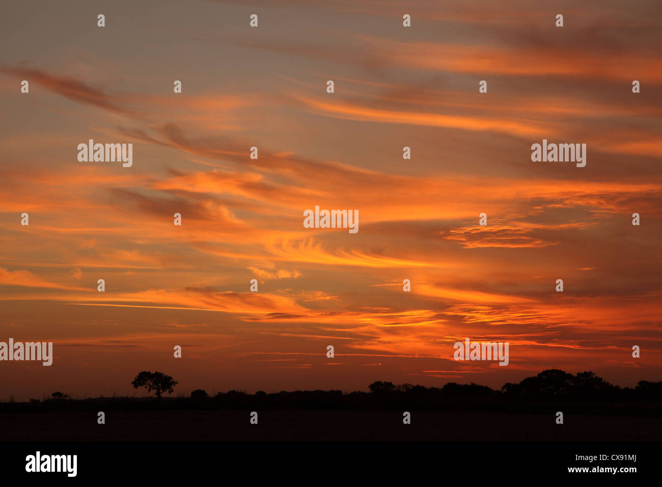 A stunning bright orange fiery sunset sky in Norfolk,UK. Trees pierce ...