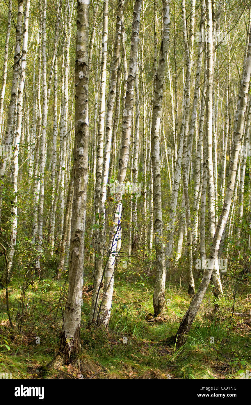 Birch swamp hi-res stock photography and images - Alamy
