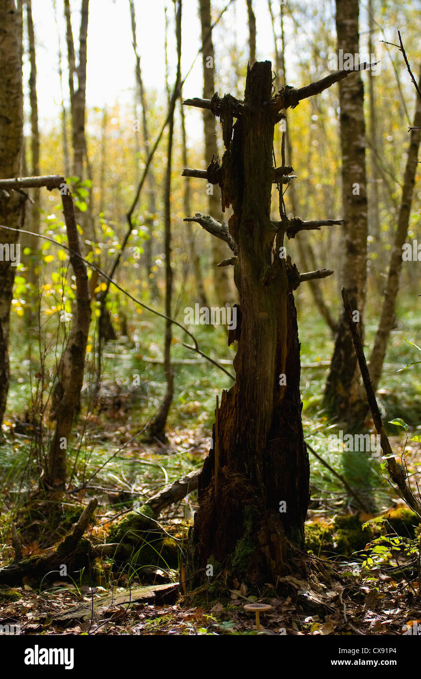 Birch swamp hi-res stock photography and images - Alamy