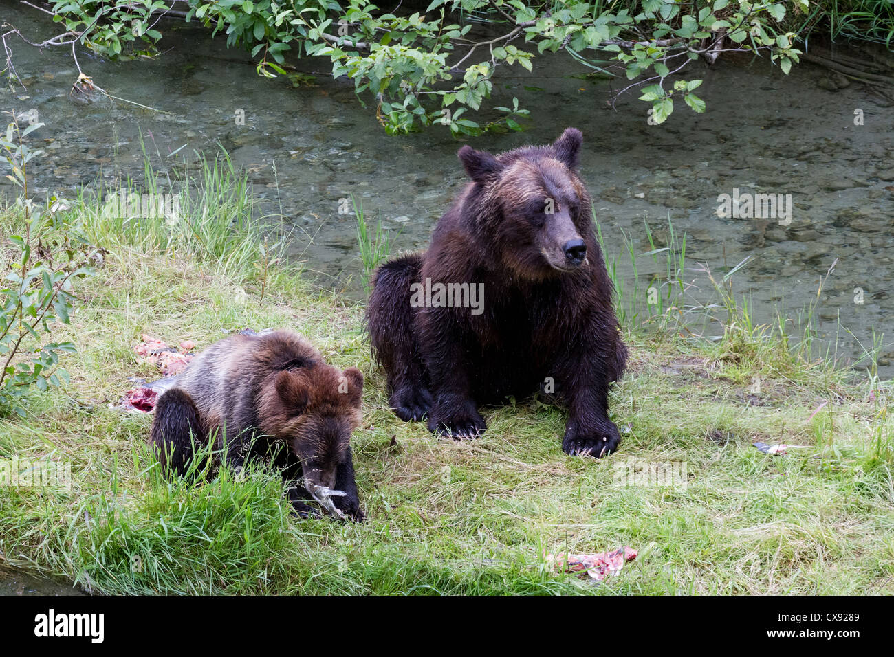 Grizzly bear and Bear Cub Catching Salmon at hyder Alaska Stock Photo ...