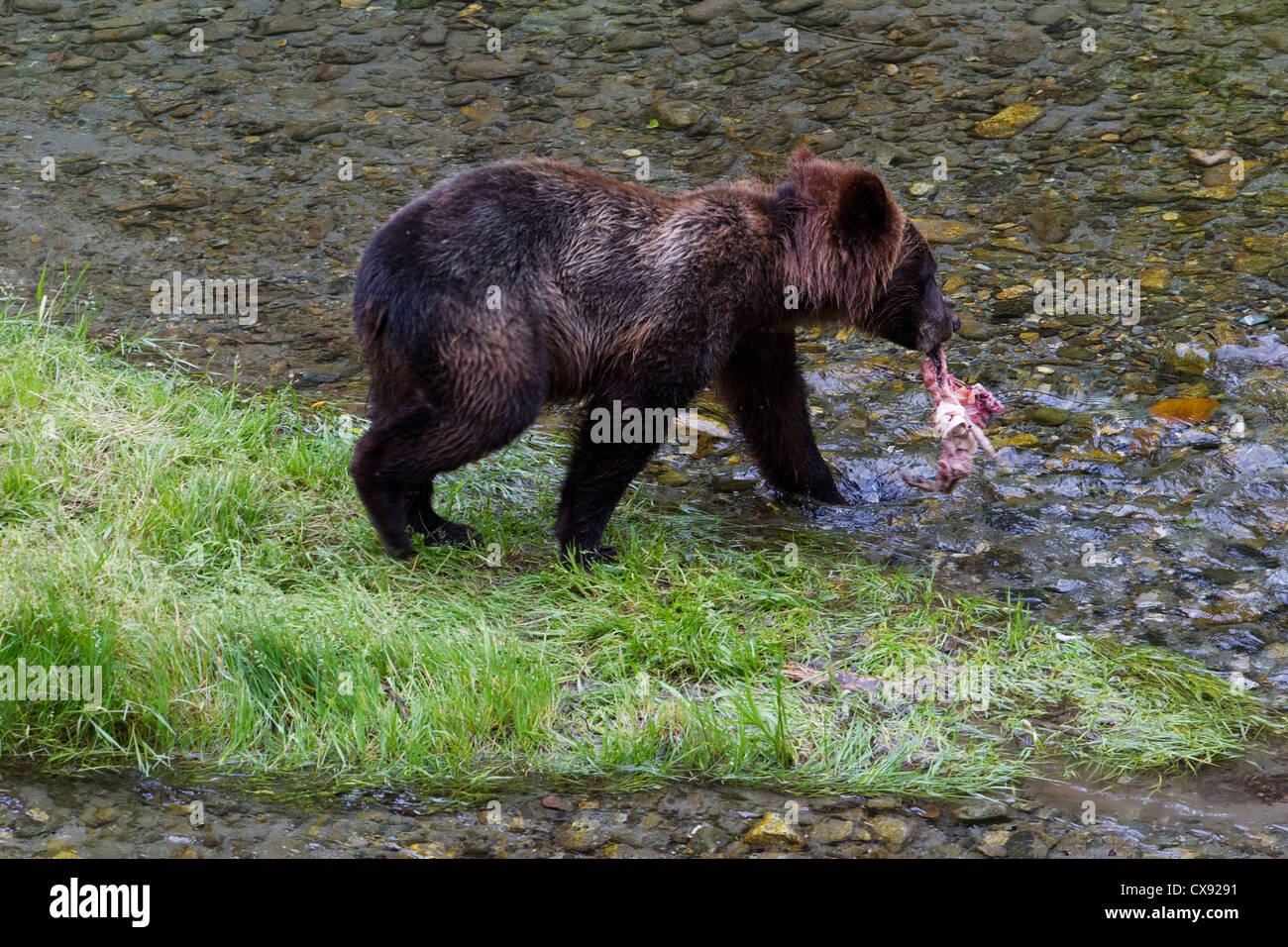 grizzly Bear Cub Catching Salmon at hyder Alaska Stock Photo - Alamy