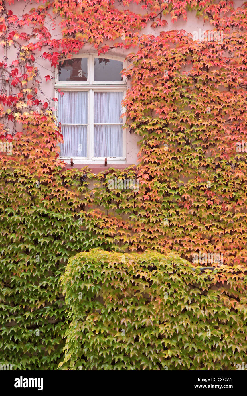 Colored leaves of the wild vine in autumn at St. Goar in the Middle ...