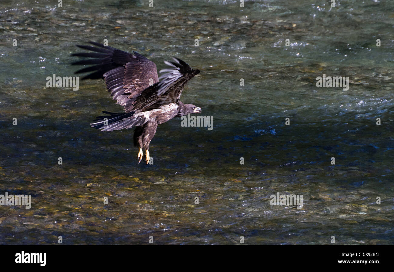 Bald eagle catching salmon fish Stock Photo - Alamy