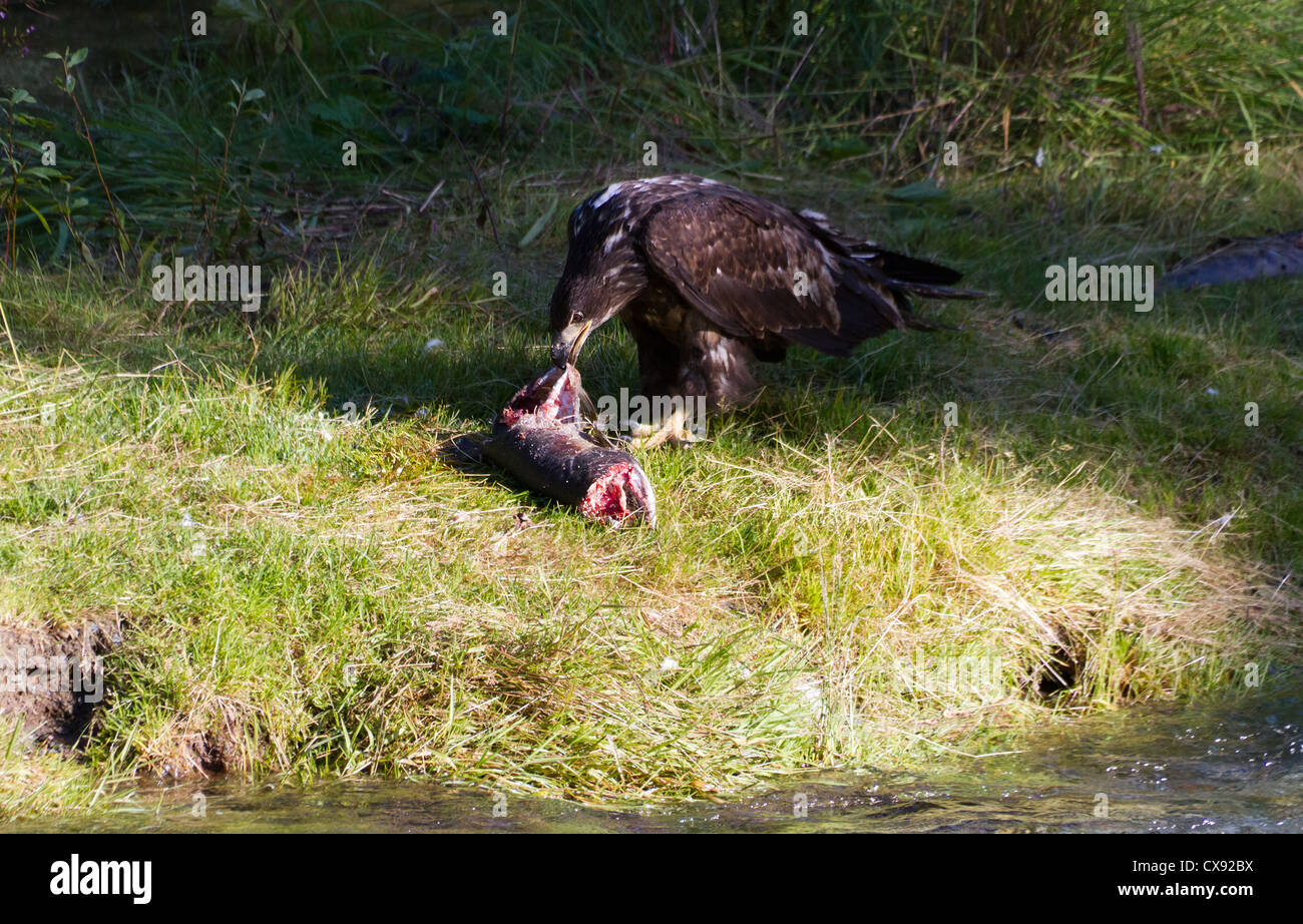 Bald eagle eating salmon fish at hyder Alaska Stock Photo - Alamy