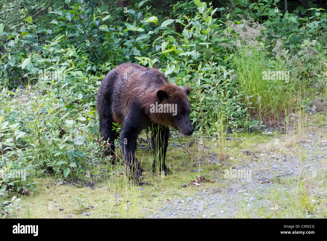 Grizzly bear at hyder Alaska Stock Photo - Alamy