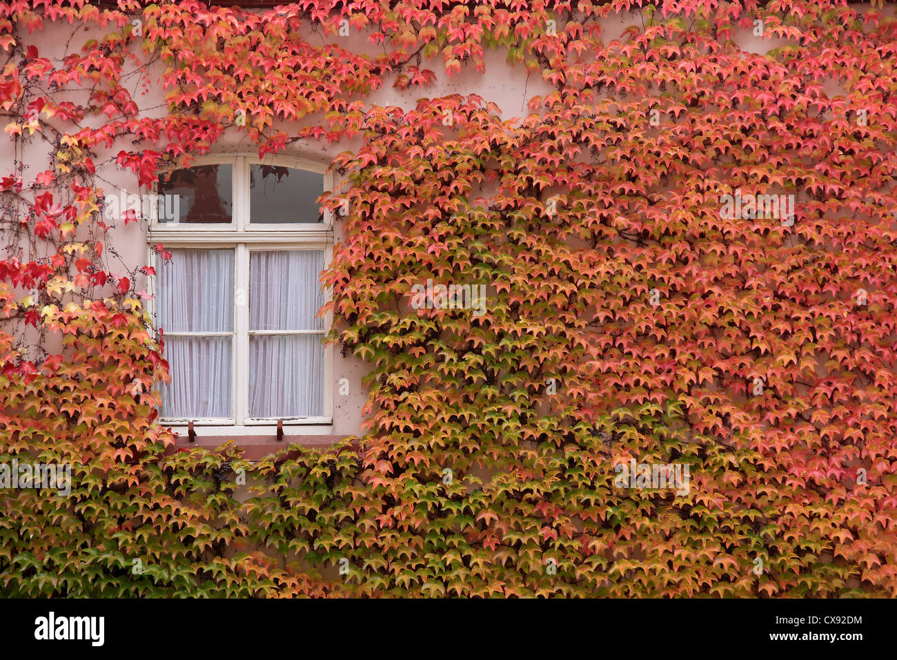 Colored leaves of the wild vine in autumn at St. Goar in the Middle ...