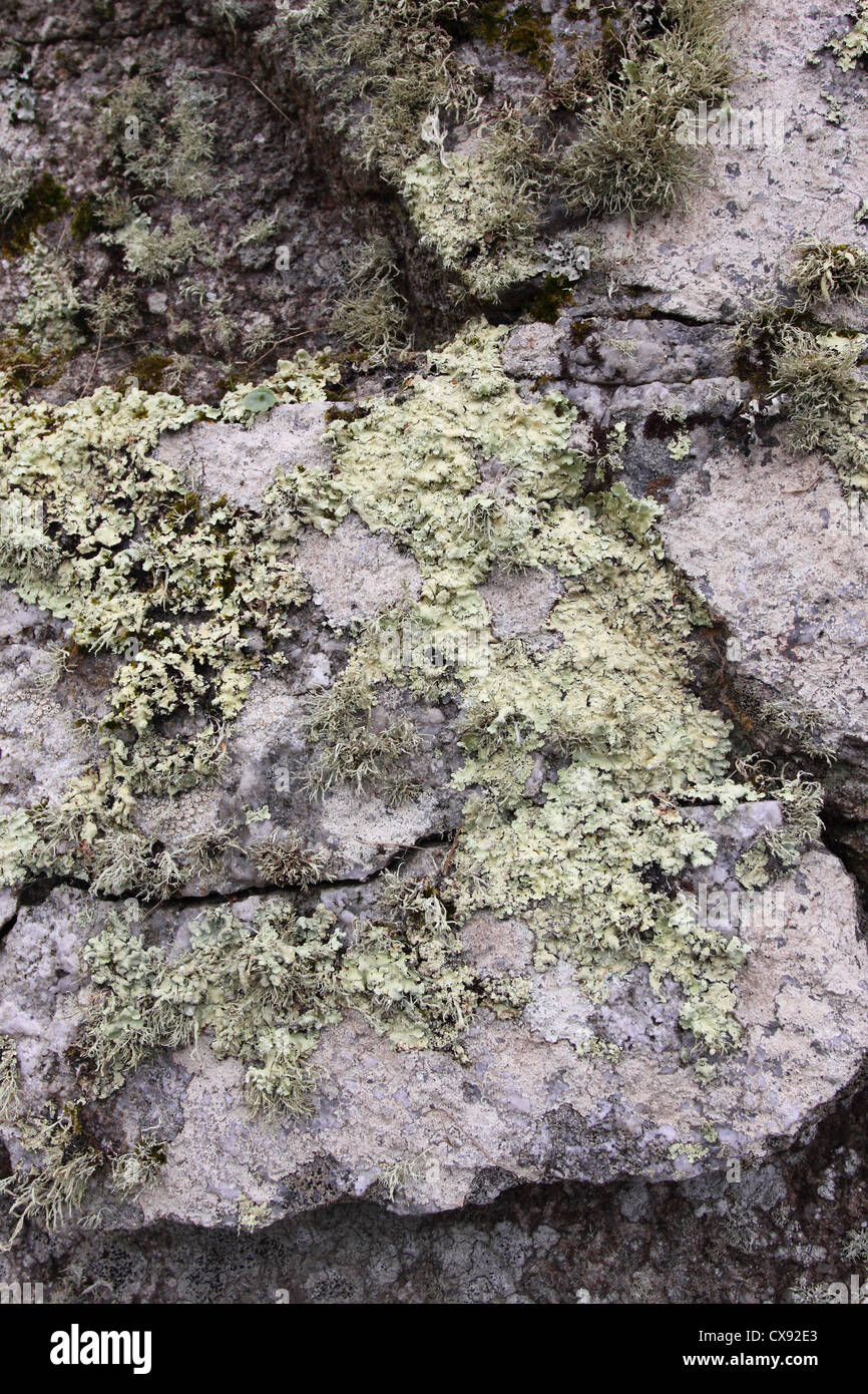Lichen uk hi-res stock photography and images - Alamy