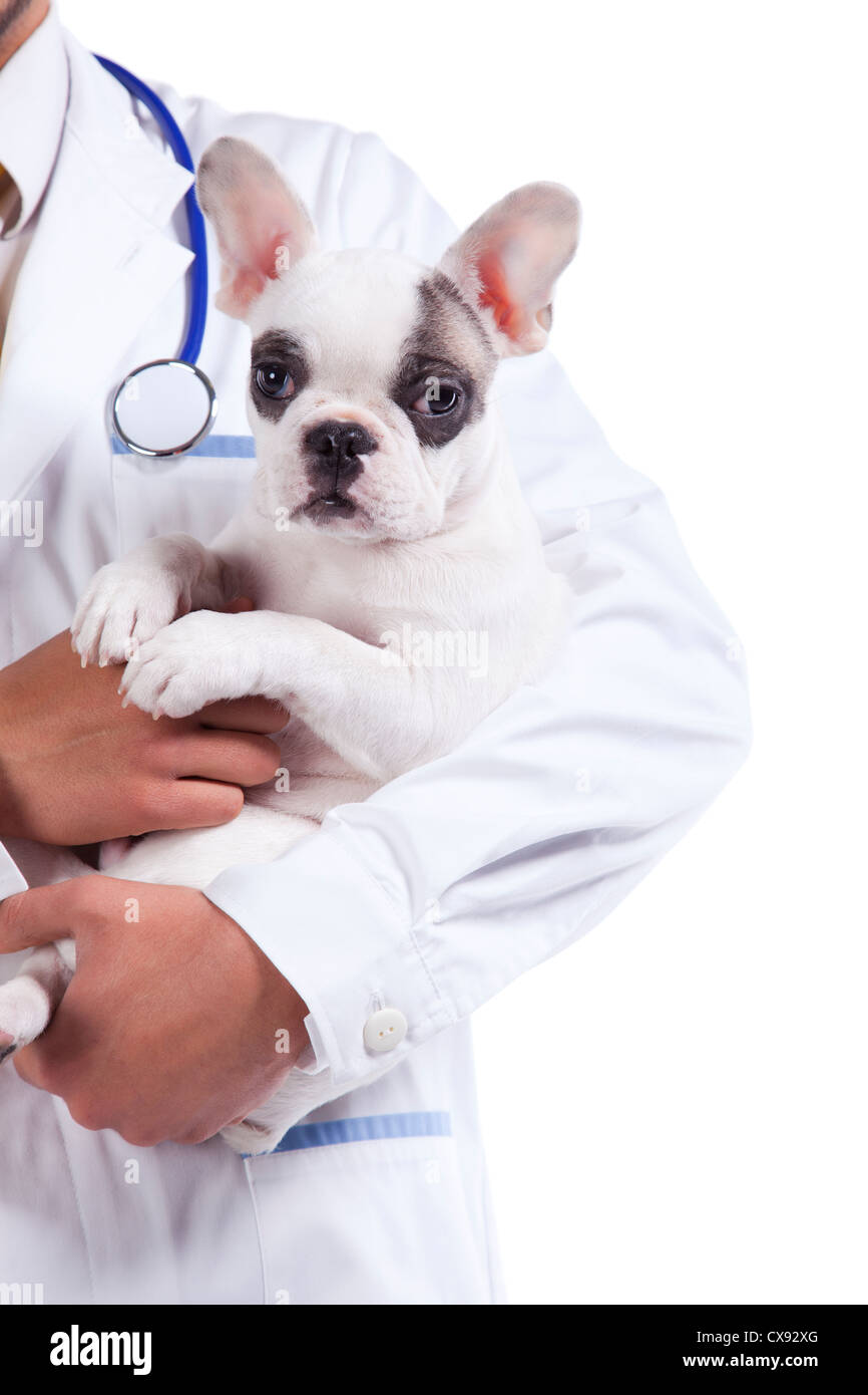 vet hands holding a Boston Terrier dog (isolated on white Stock Photo ...
