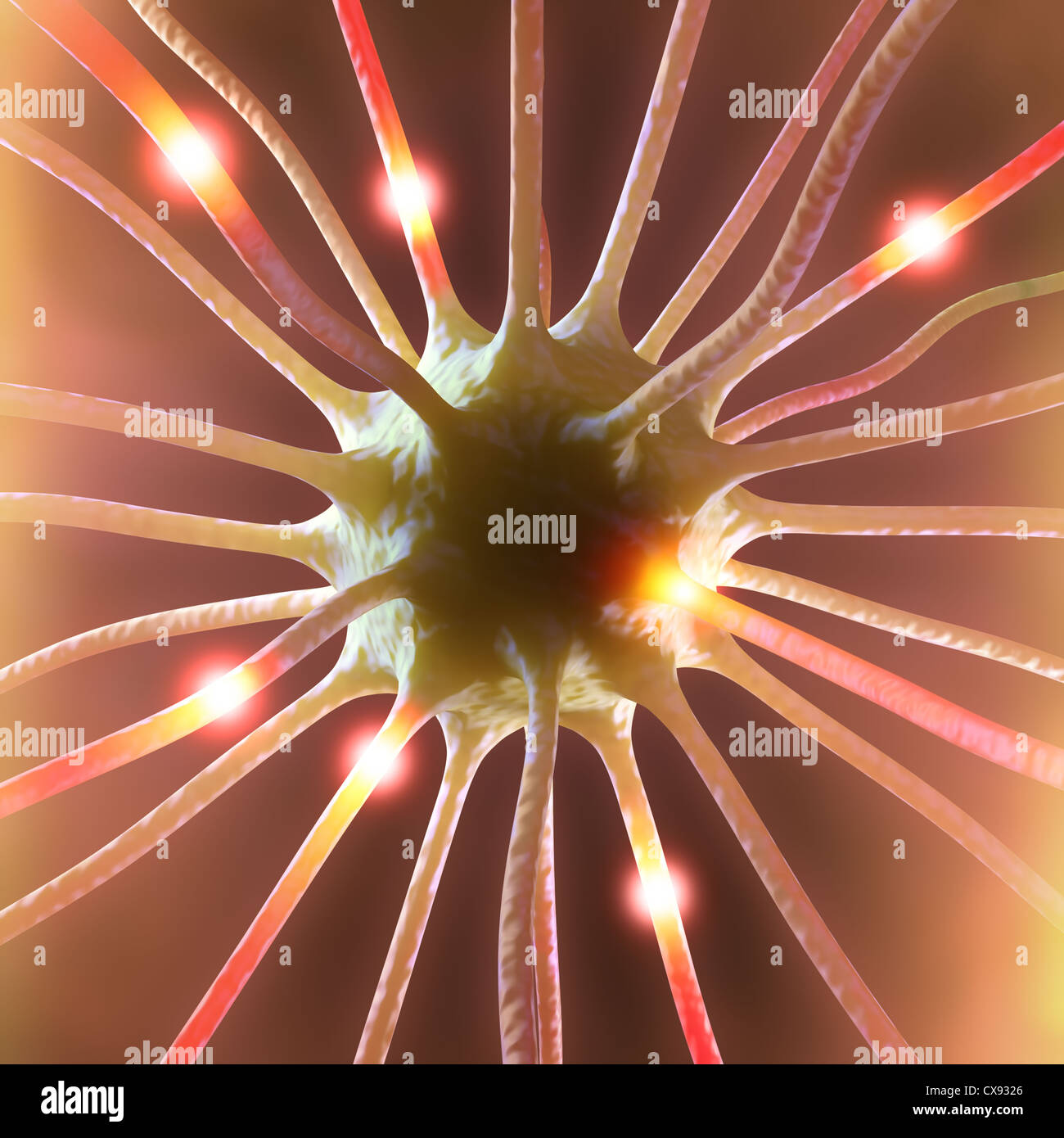 Interconnected neurons transferring information with electrical pulses ...