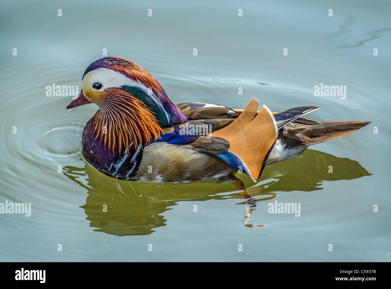 Mandarin duck swimming on lake hi-res stock photography and images - Alamy