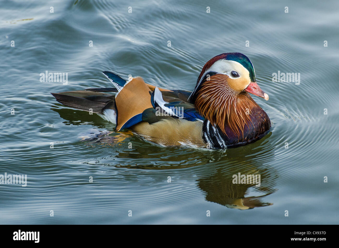 Mandarin duck swimming on lake hi-res stock photography and images - Alamy