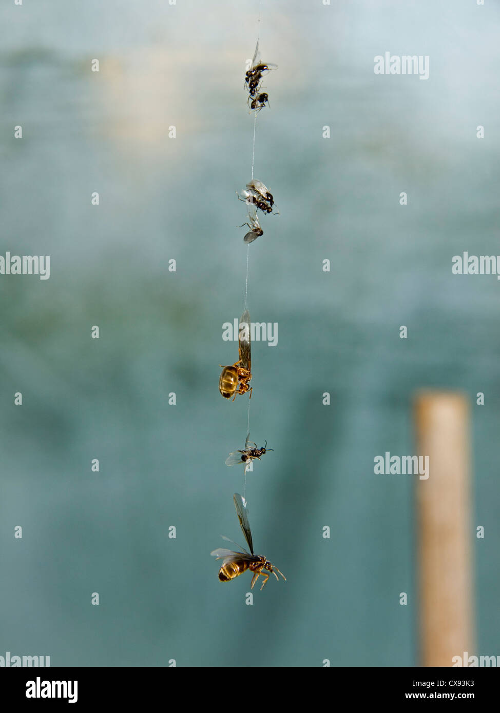 flying ants trapped in web Stock Photo - Alamy