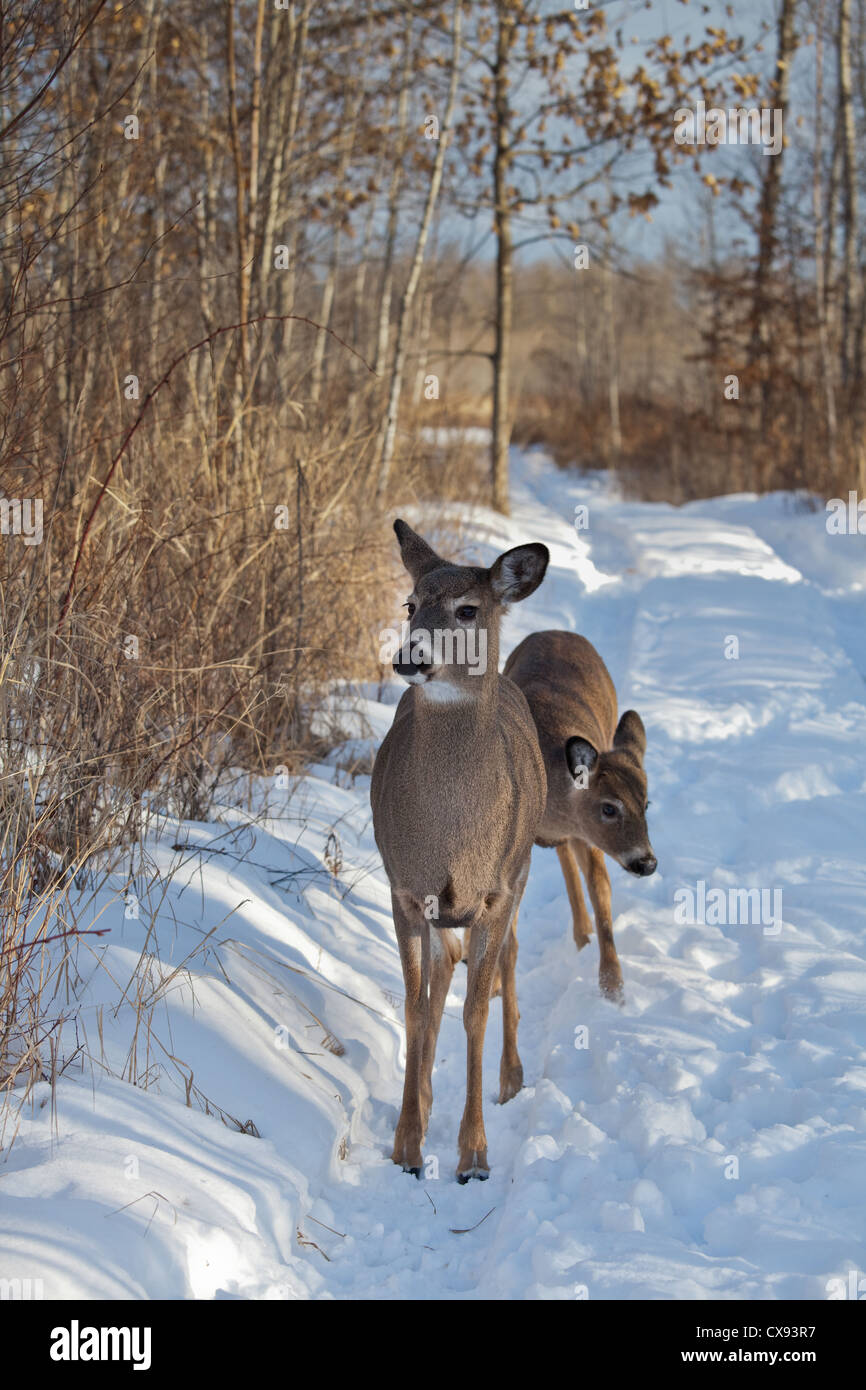 Two whitetails hi-res stock photography and images - Alamy