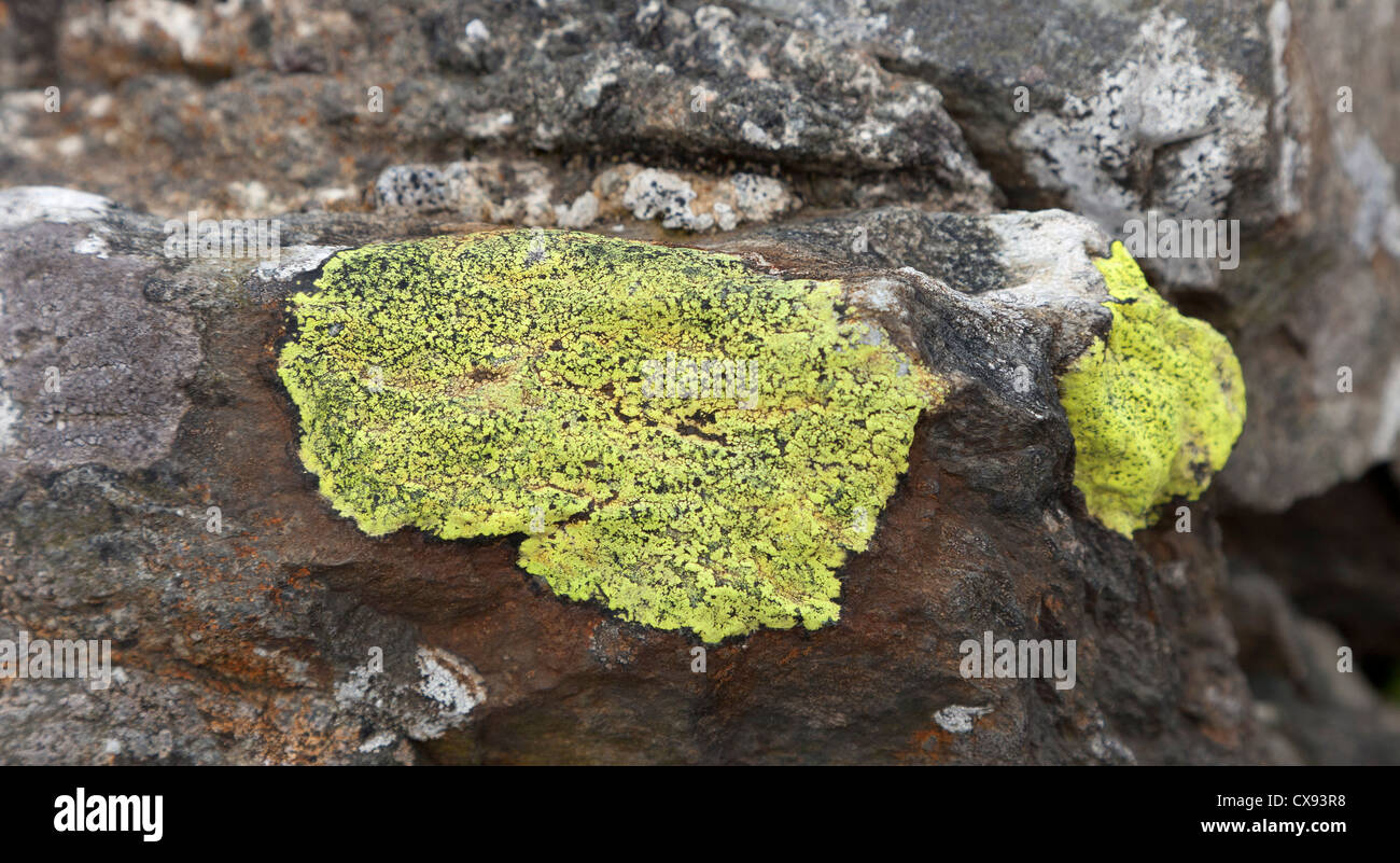 Growing Lichens On Rocks