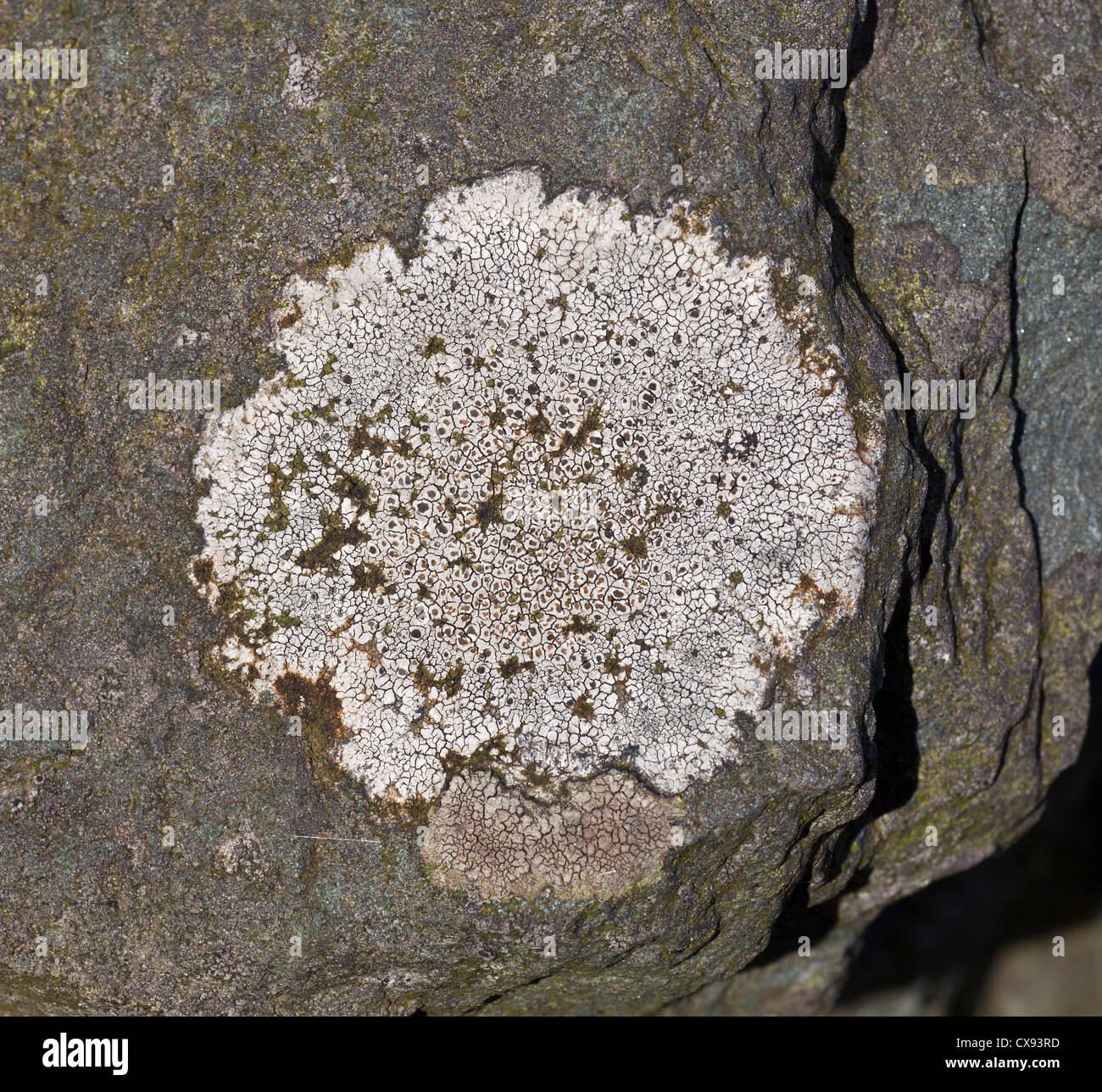 A rich mix of lichens growing on bare rock, Snowdonia National Park ...