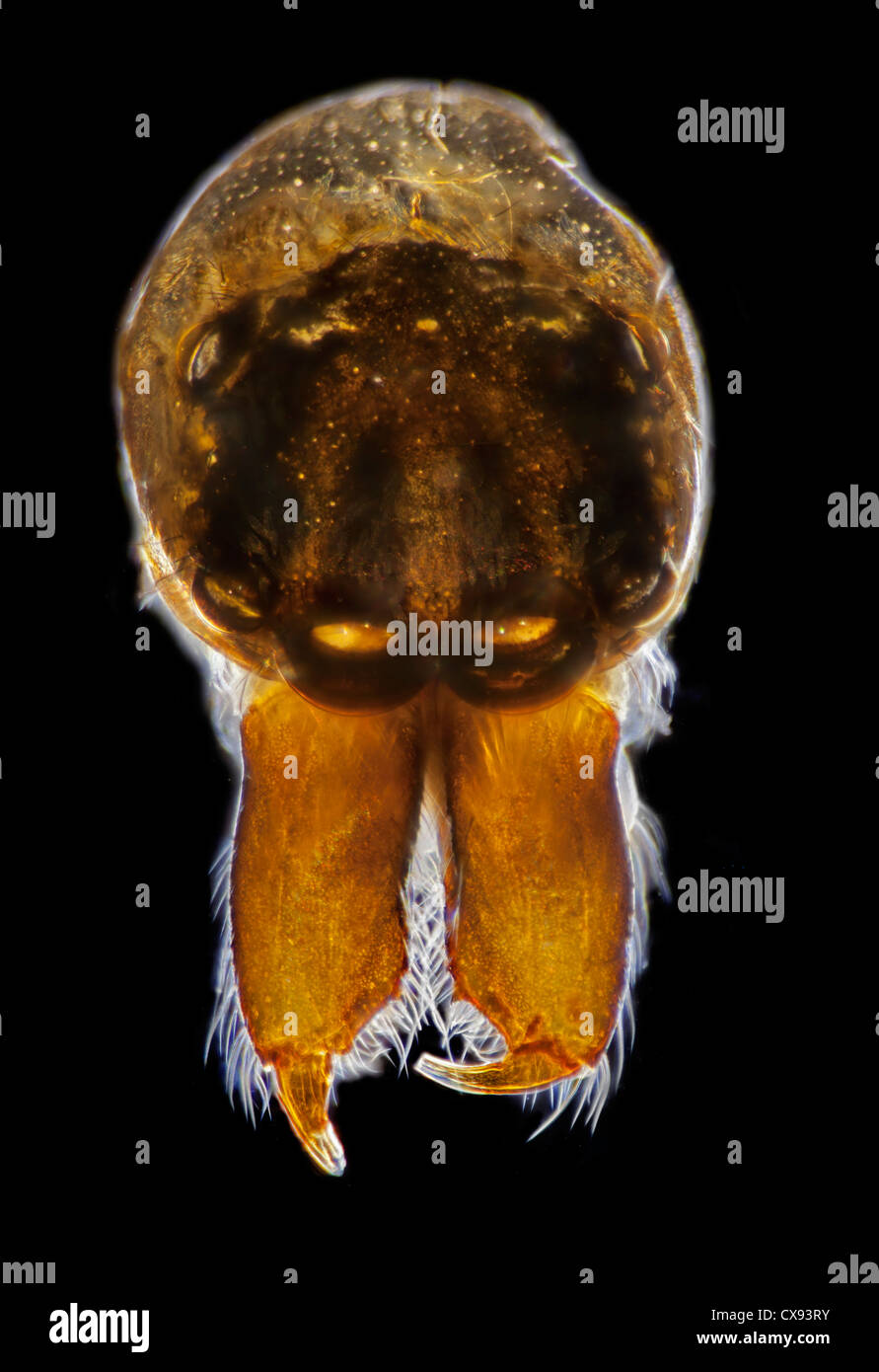 High macro dorsal view of a head of Salticus zebraneus scenicus, zebra ...