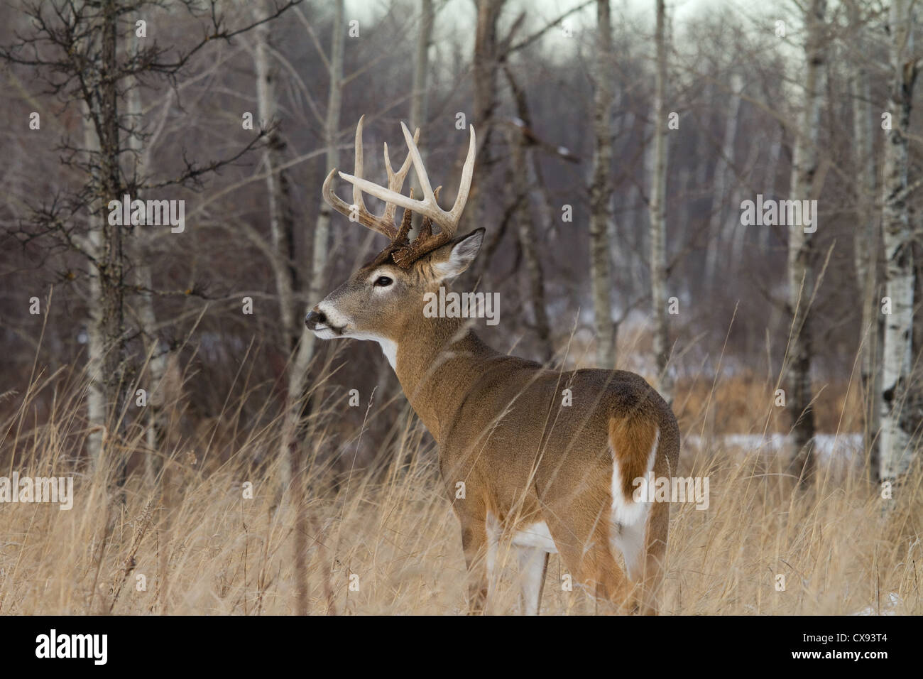 Four point buck hi-res stock photography and images - Alamy