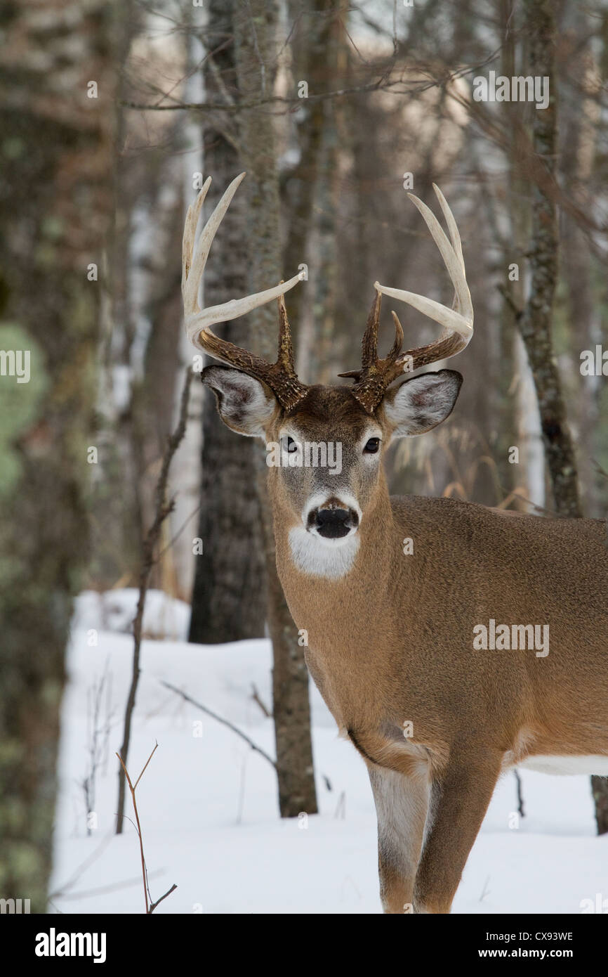 Four point buck hi-res stock photography and images - Alamy