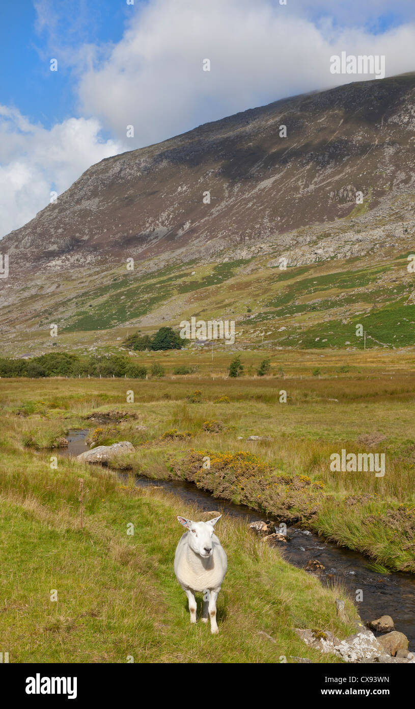 Sheep snowdonia national park hi-res stock photography and images - Alamy