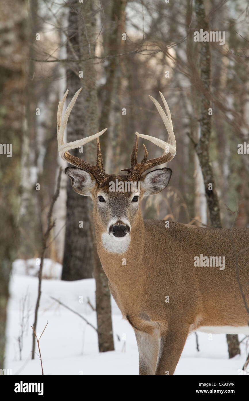 Four point buck hi-res stock photography and images - Alamy