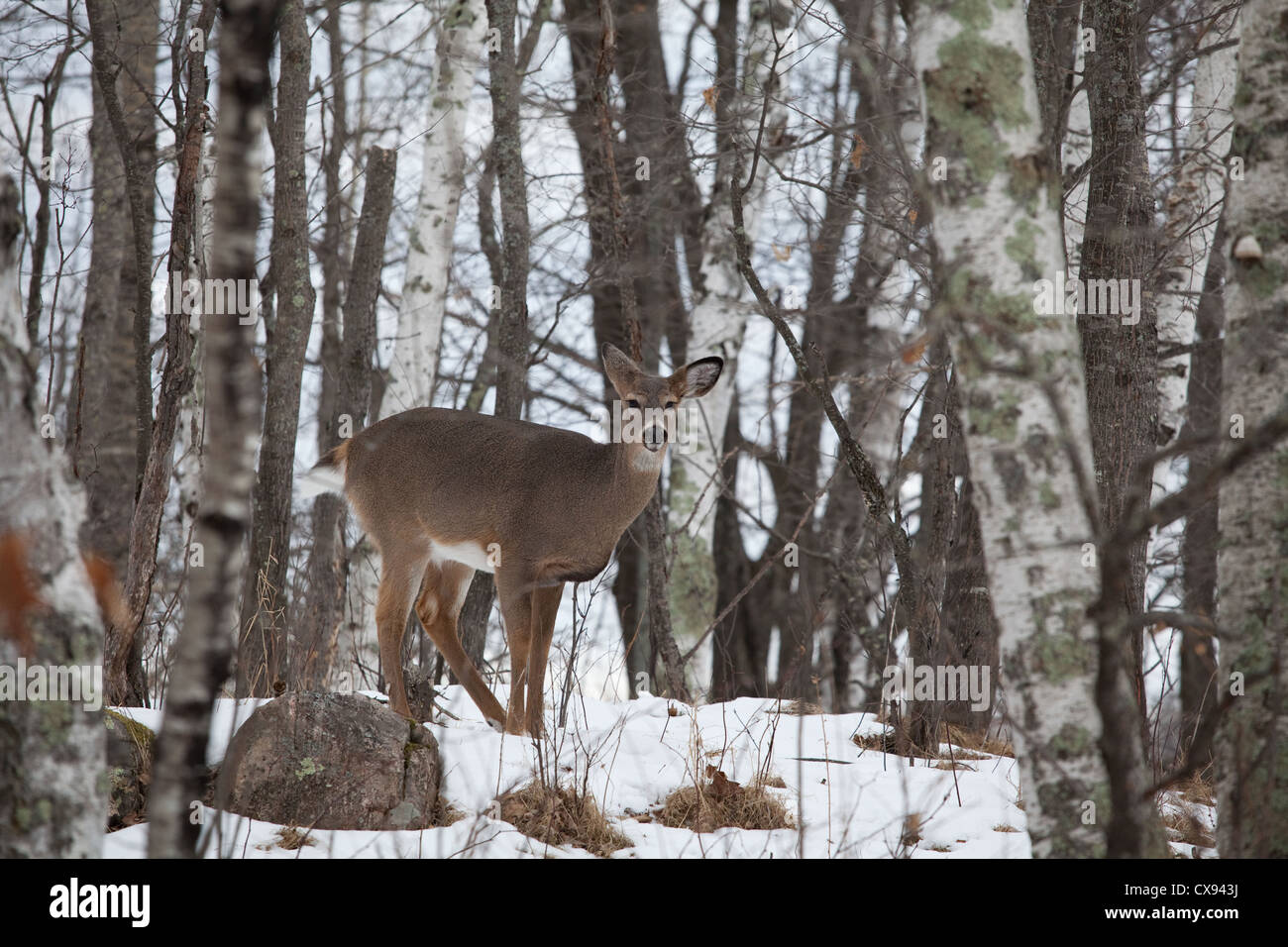 Doe and yearling hi-res stock photography and images - Alamy