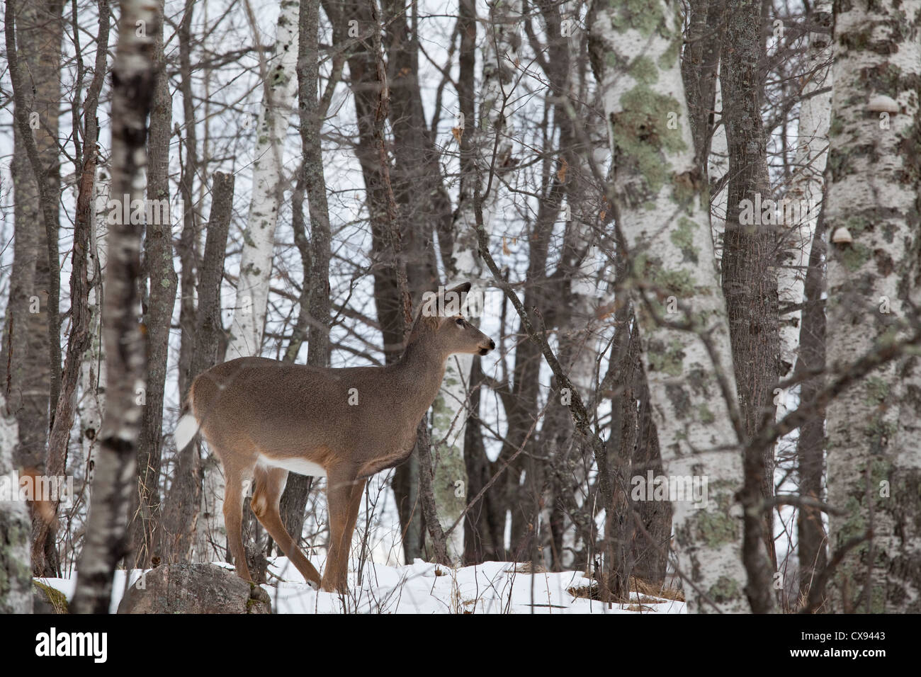 Doe and yearling hi-res stock photography and images - Alamy