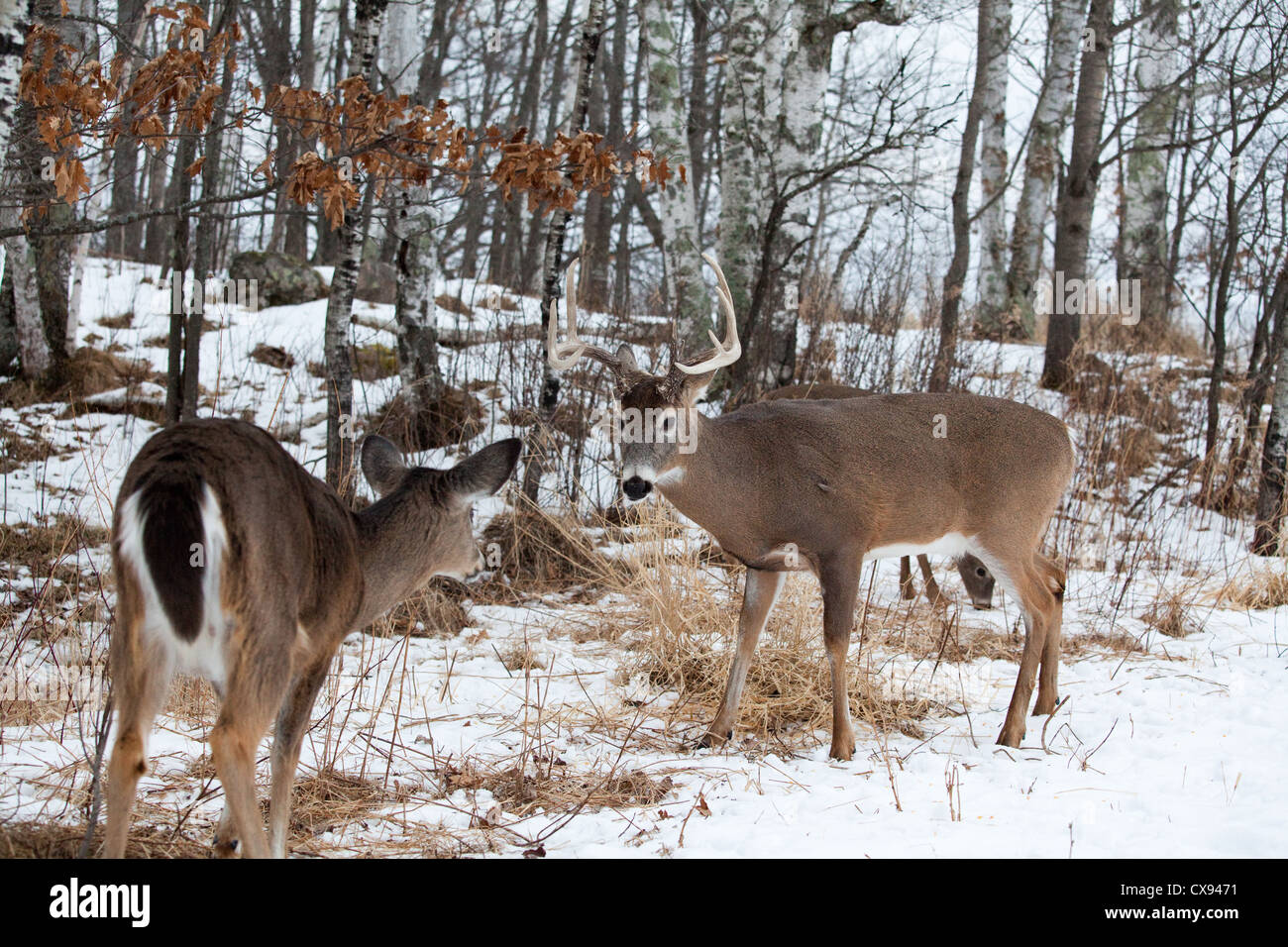 Winter wildlife encounter hi-res stock photography and images - Alamy