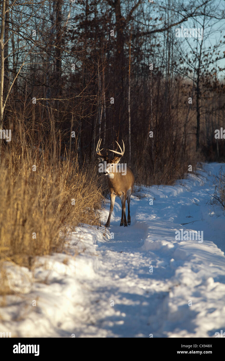 Deer winter forage hi-res stock photography and images - Alamy